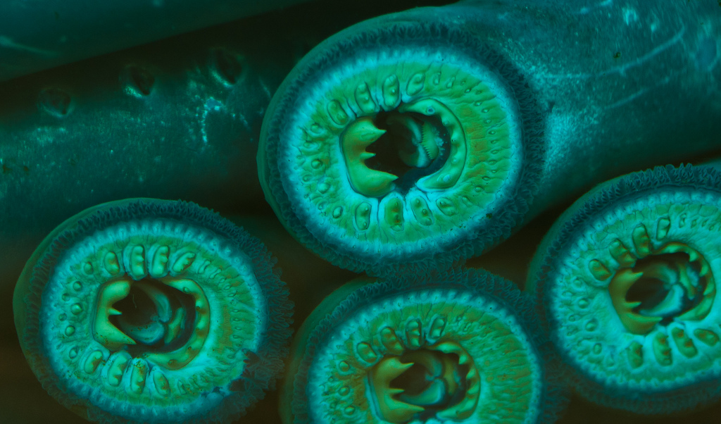 Real Monstrosities: Lamprey