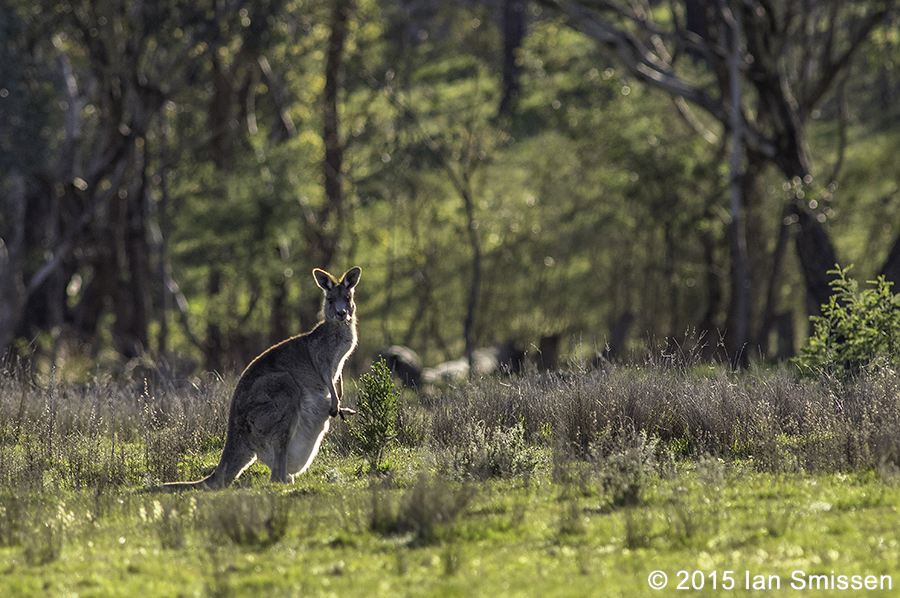 A passion for birds...: Wenhams Camp, Warby Ranges