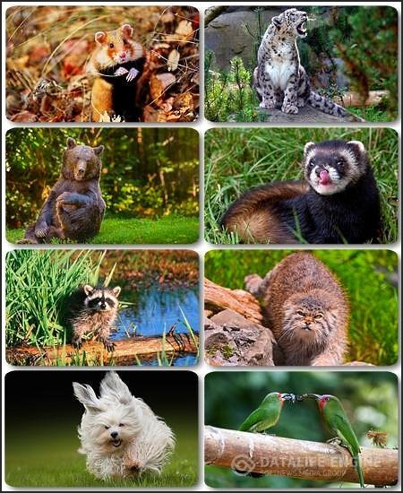 Multi Animals Wallpaper 3 ~ Blast of Wallpapers