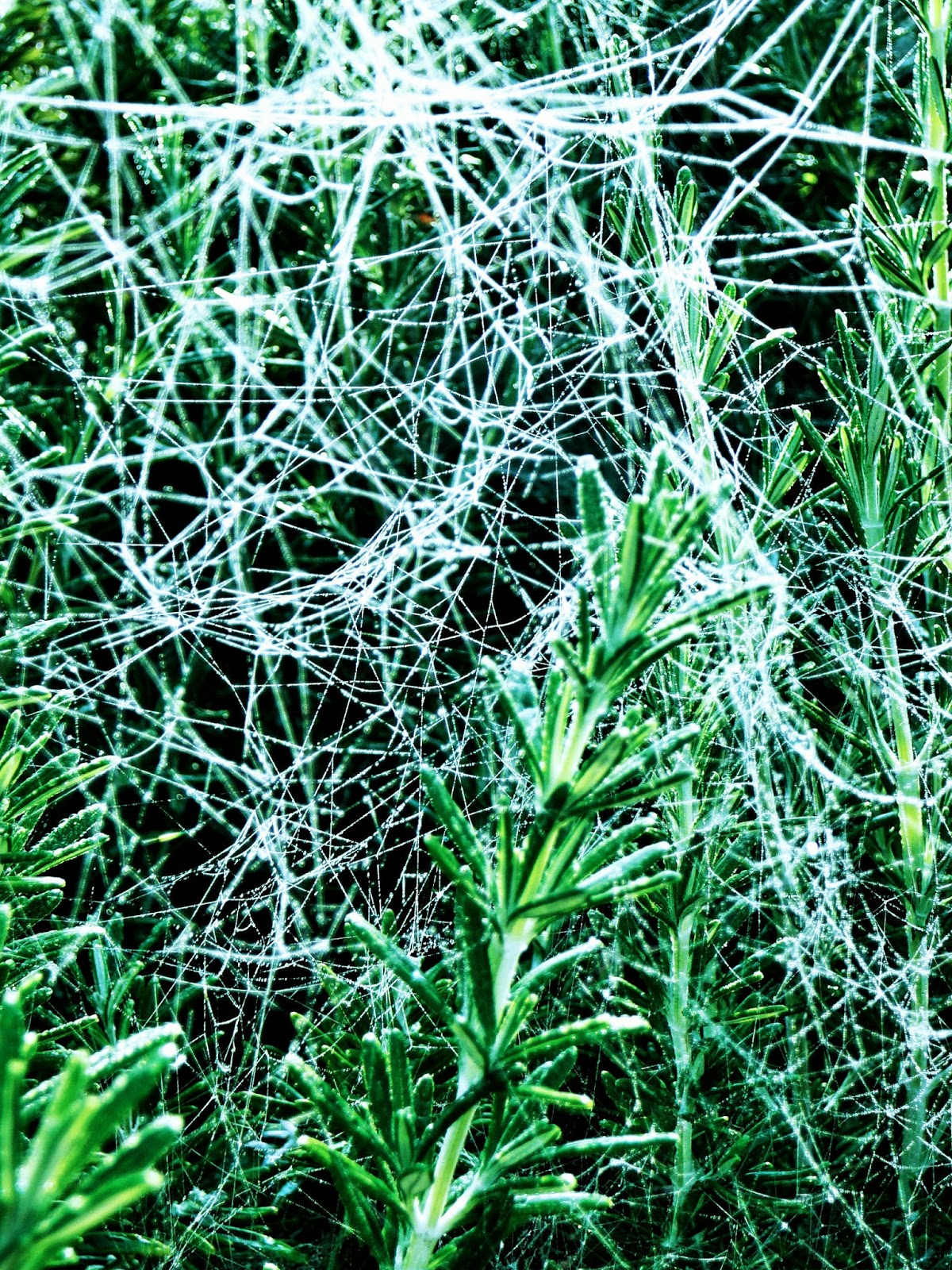 Country Ways and Cottage Days: Spider Webs and Gossamer Threads