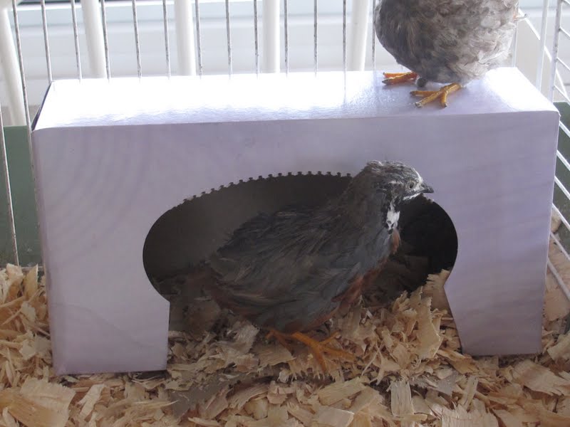 Button Quail and some other friends