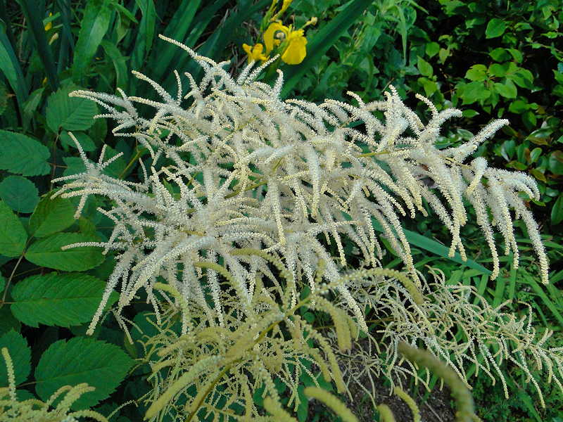 My Pensby Garden: Goatsbeard