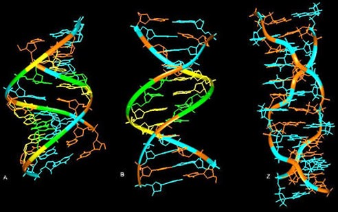 DNA Interactive:The DNA Structure: crystal structure