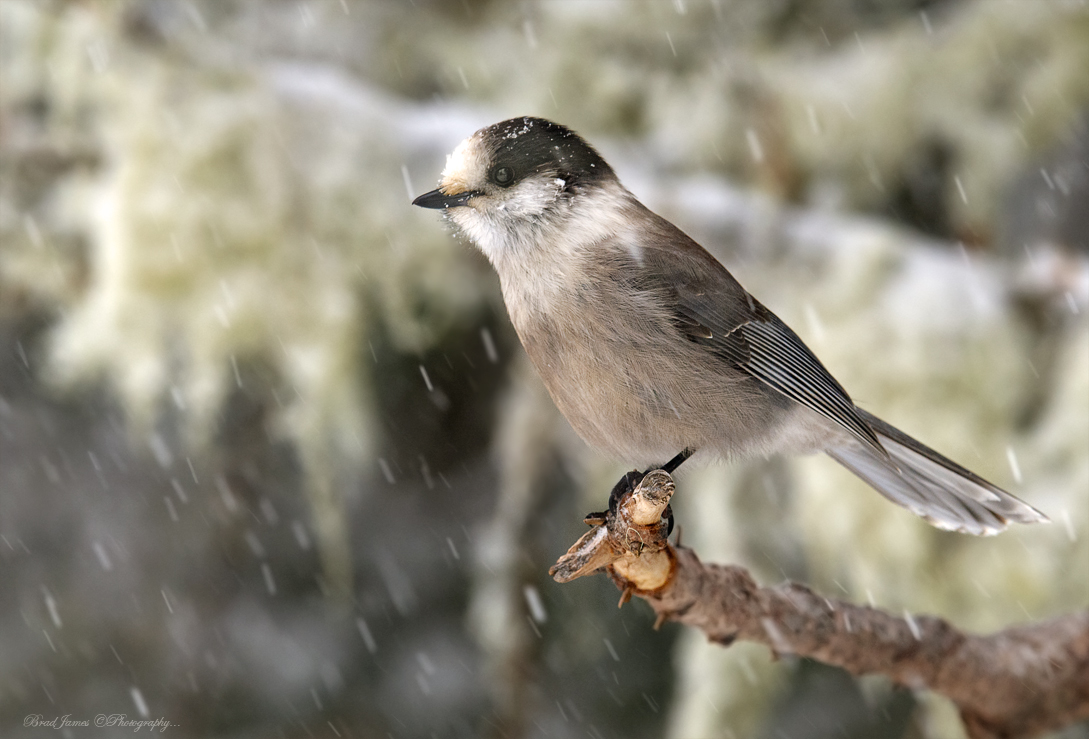 Newfoundland Nature Projects: First Boreal Owl nest box outing