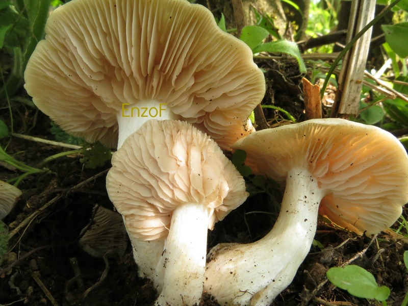 I Funghi dei Castelli Romani: Entoloma sepium