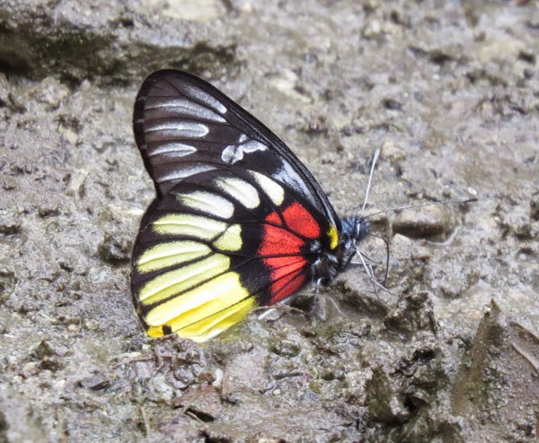 Just About Everything: Butterflies from Arunachal Pradesh, India