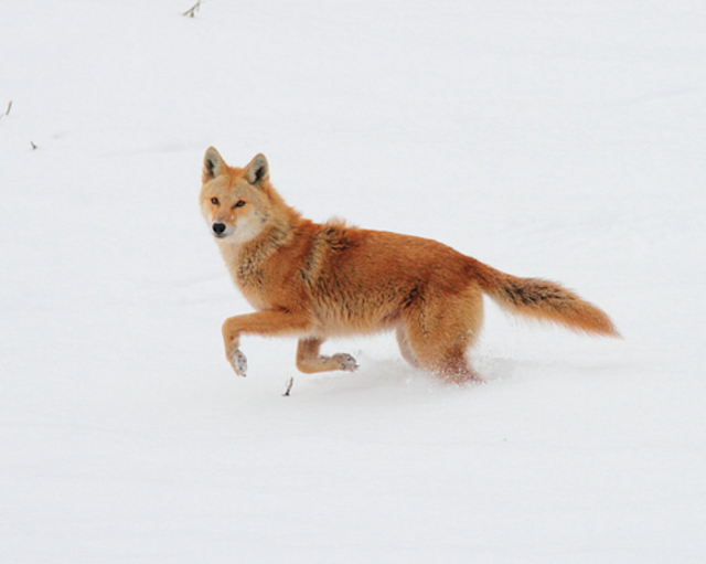 CRYPTOZOOLOGY ONLINE: Still on the Track: Scottie Westfall: A golden coyote