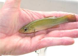 Florida Fish Killers: Tips To Catching Sebastian Inlet Flounder