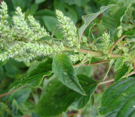 7 Manfaat Luar Biasa Bayam Duri Bagi Kesehatan ~ Permathic Blog