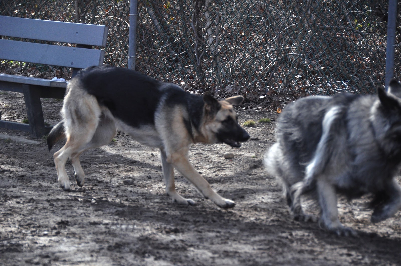 Cooper's Shiloh Shepherd Blog