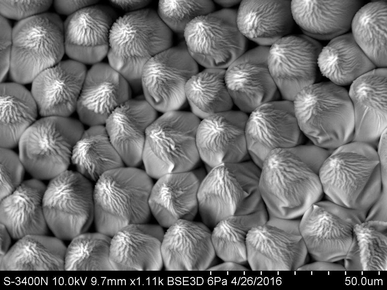 Scanning Electron Microscope Blog: Roses - More Beautiful Up Close