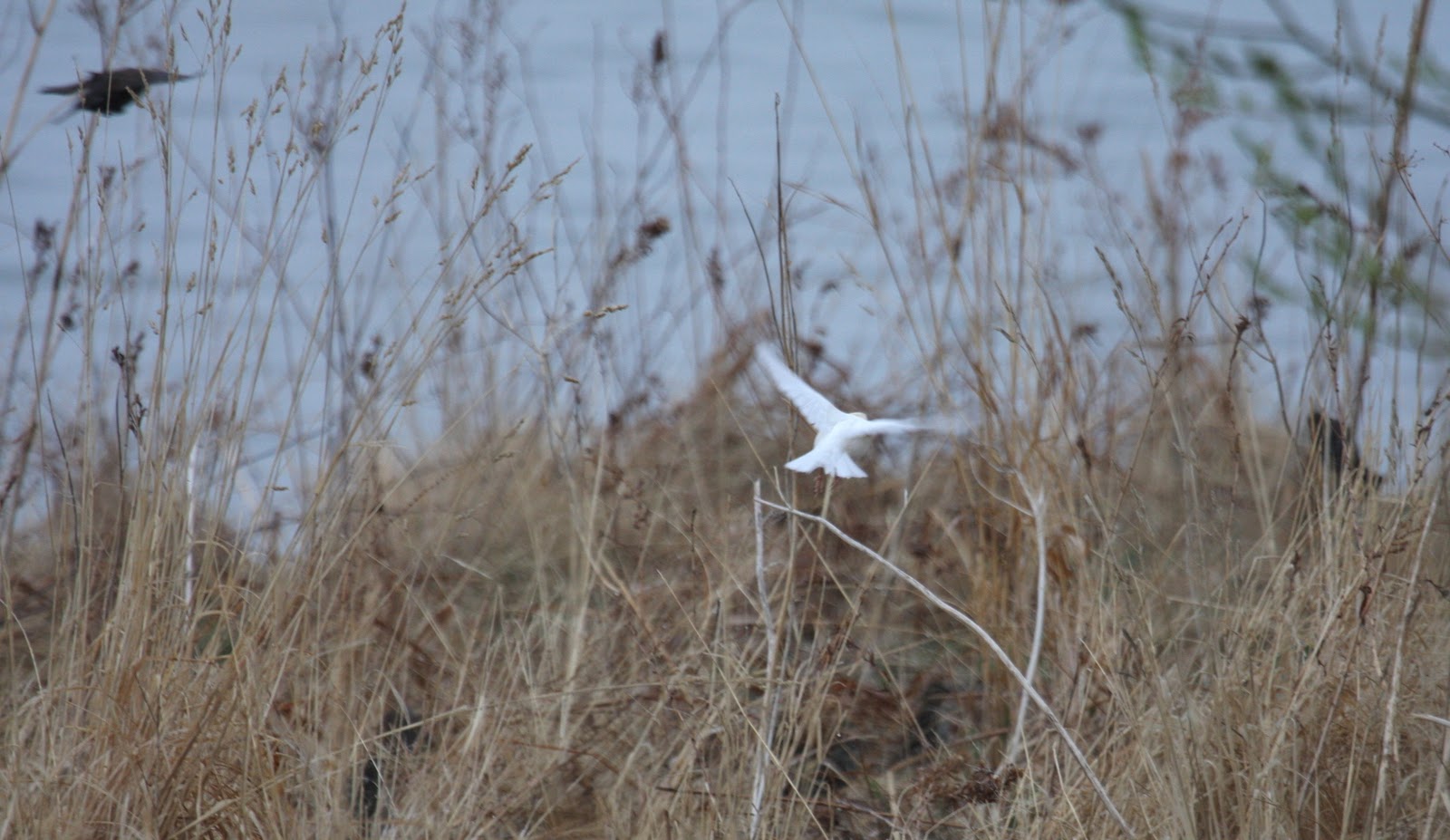 Tuckertown: Leucistic Red-Winged Blackbird and Worm Tongue