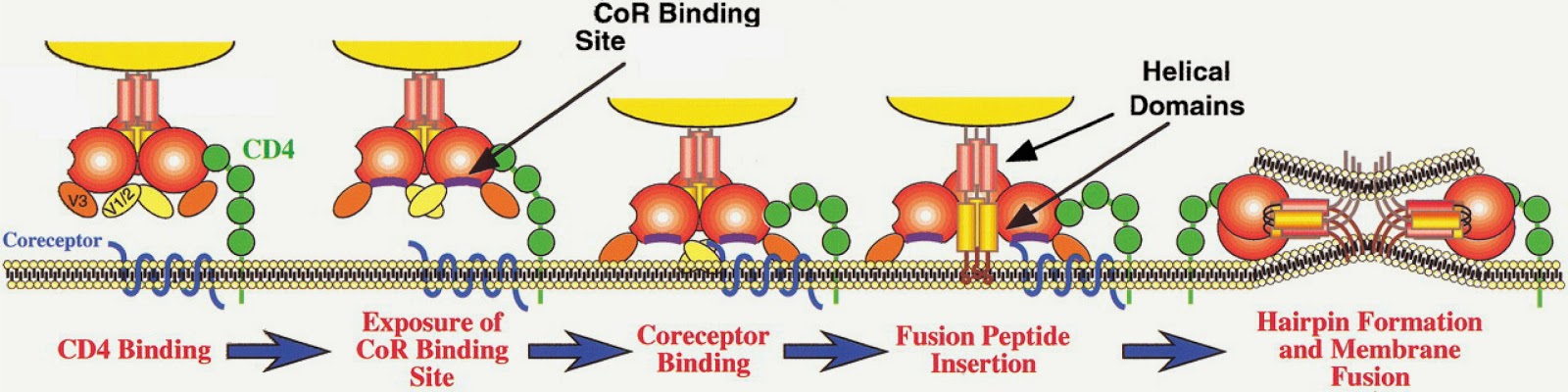 Stuart's Science: Shutting the door to HIV? (part 1 of 2)