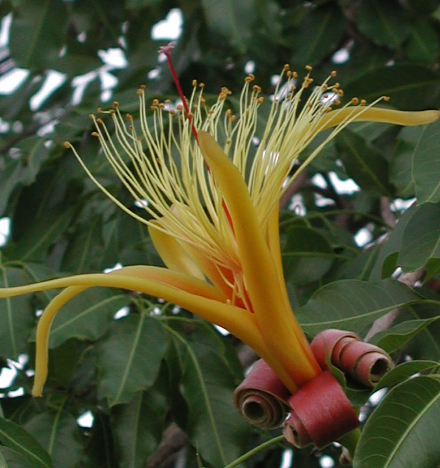 pinkdreamdress: Baobab flower