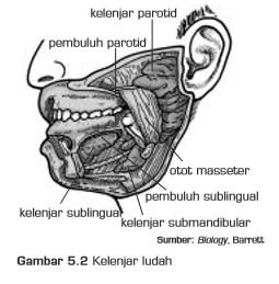 Mulut - Our Akuntansi