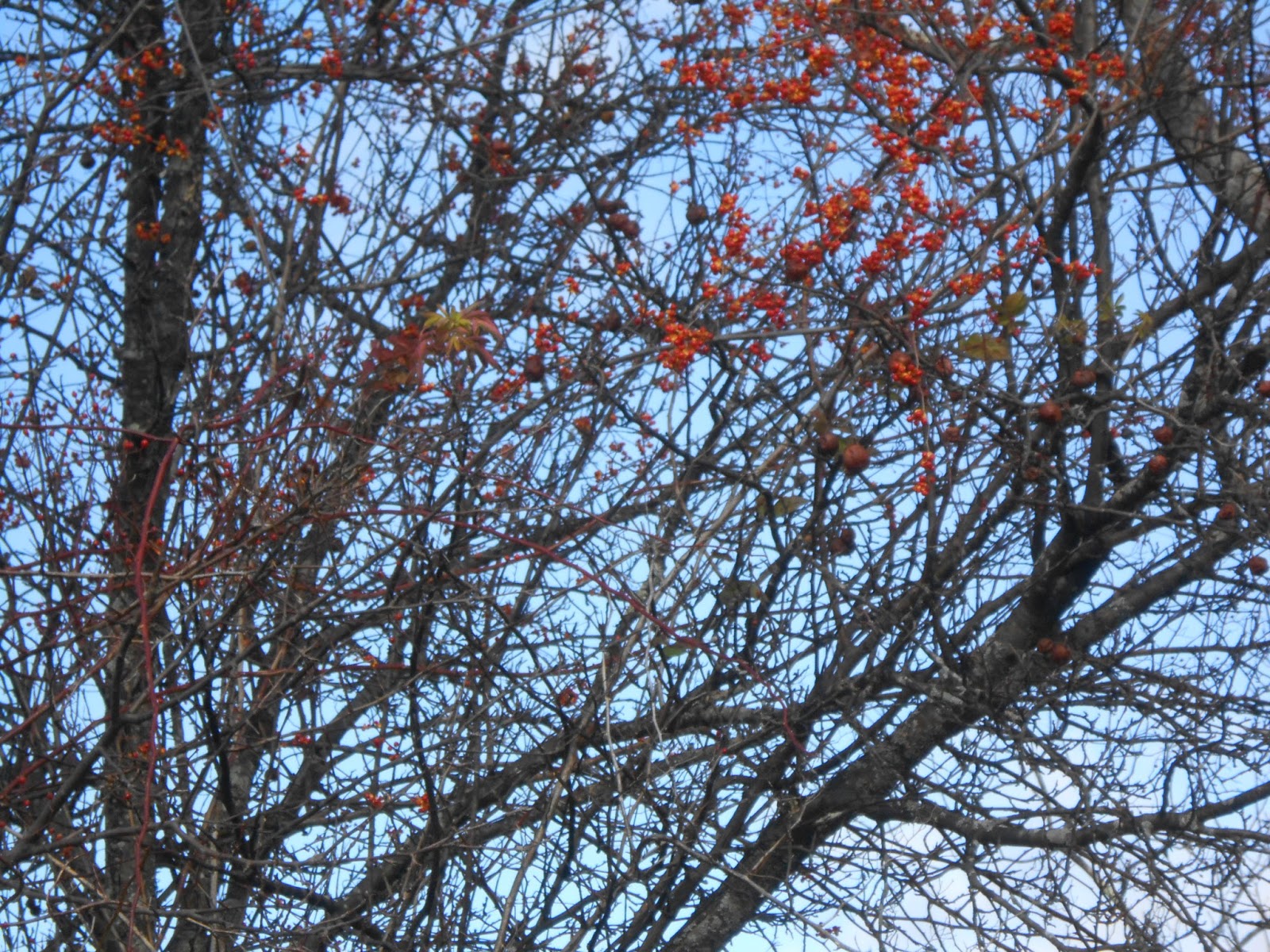 Across My Kitchen Table: A closer look at the "bittersweet tree"