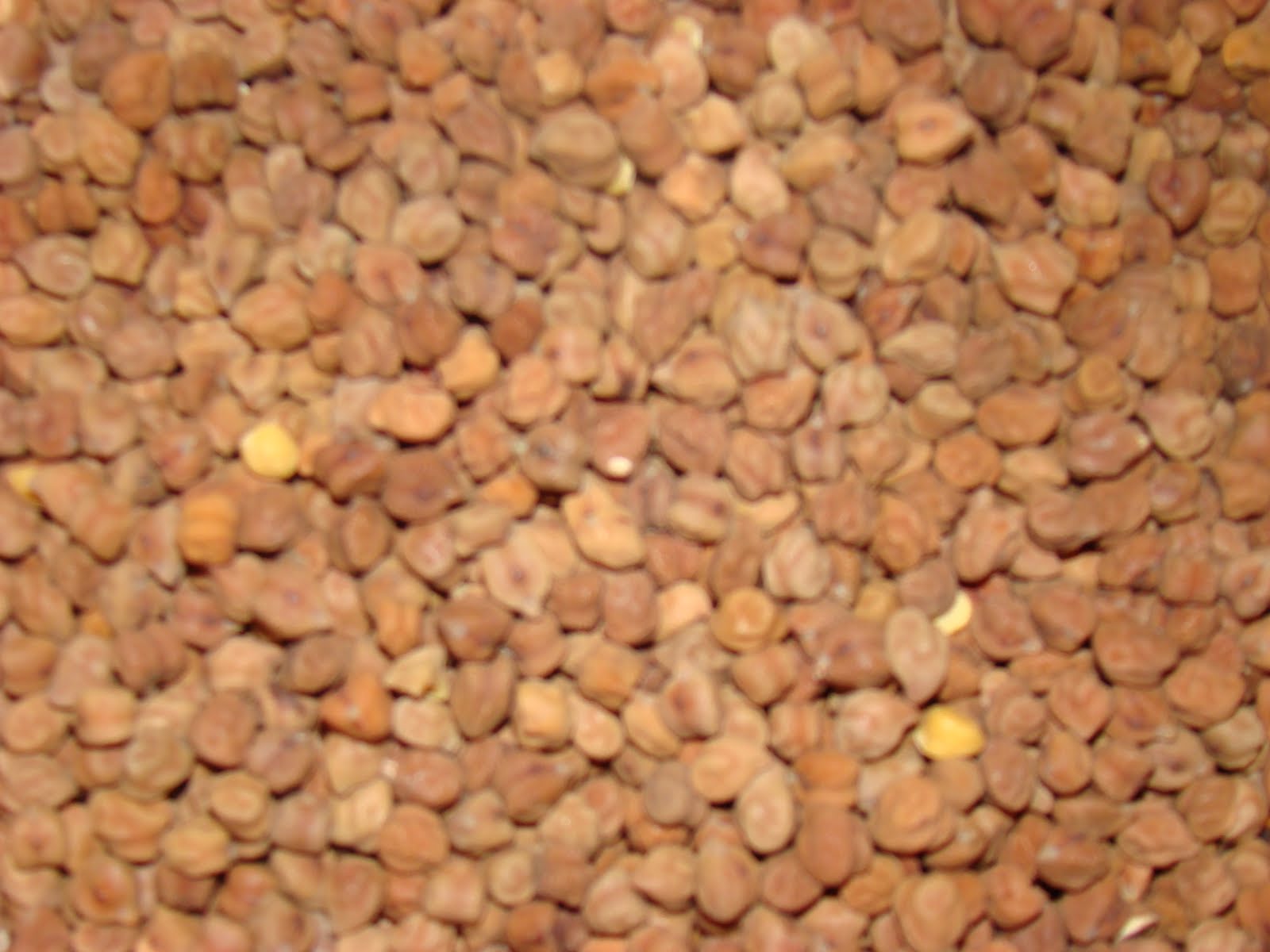 My Favorite Recipes Collection: Legumes & Pulses