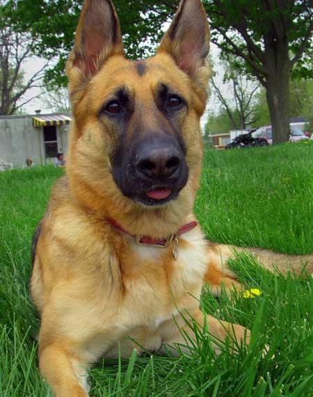 Dog German Shepherds