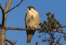 Halcón peregrino (Falco peregrinus)