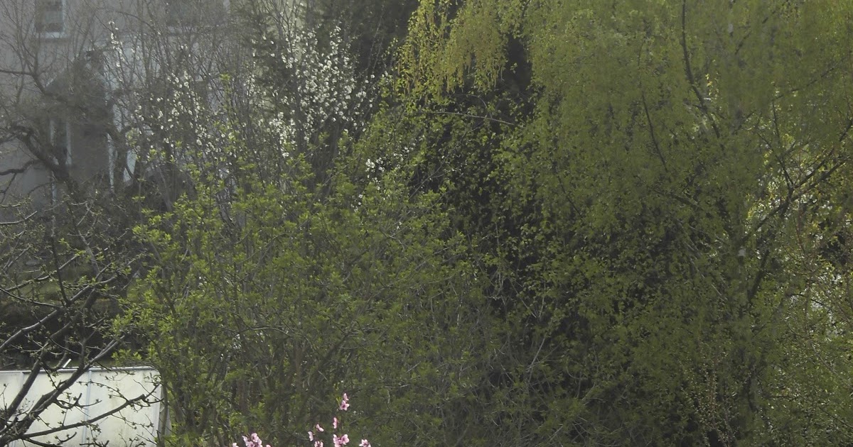 Altes und Neues von Bernd Nowack, Dessau: Pfirsichblüte und Hühnertrio