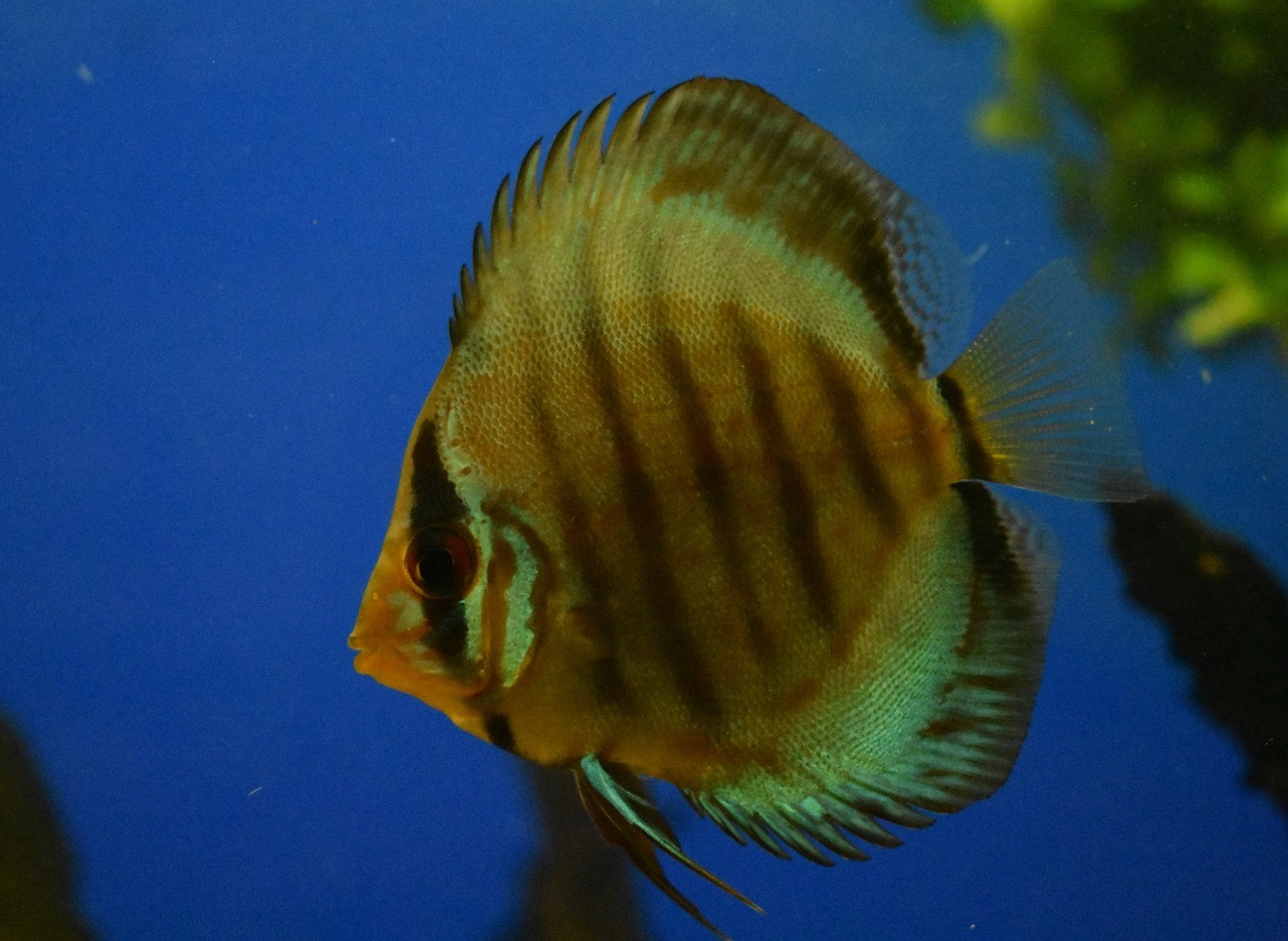ZOOTOGRAFIANDO (6.100 ANIMALS): PEZ DISCO / DISCUS FISH (Symphysodon ...