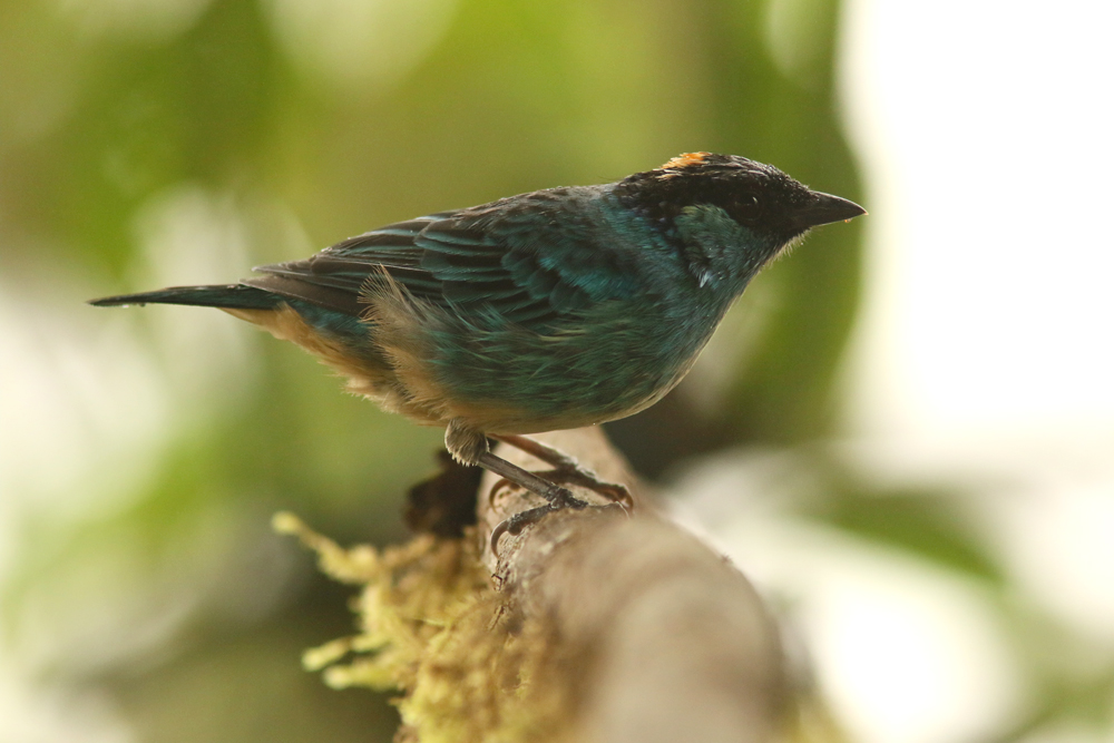 Birding Berrien and Beyond: a Vampire bird