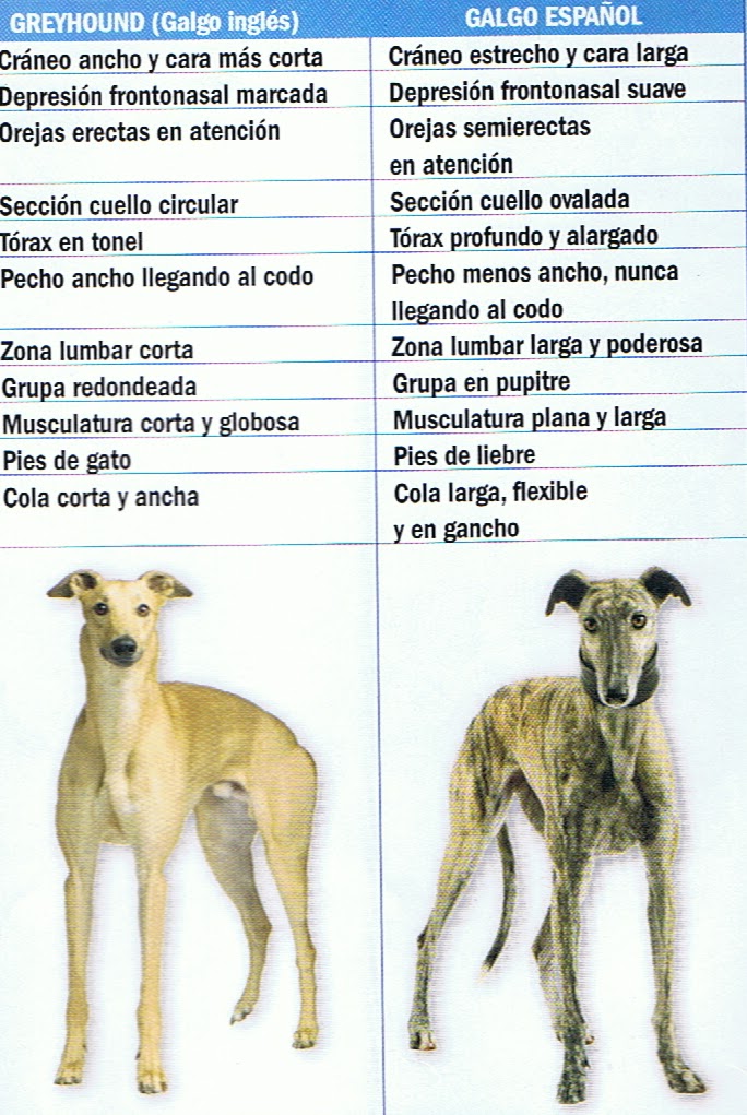 galgo español: Diferencias entre galgo español e ingles
