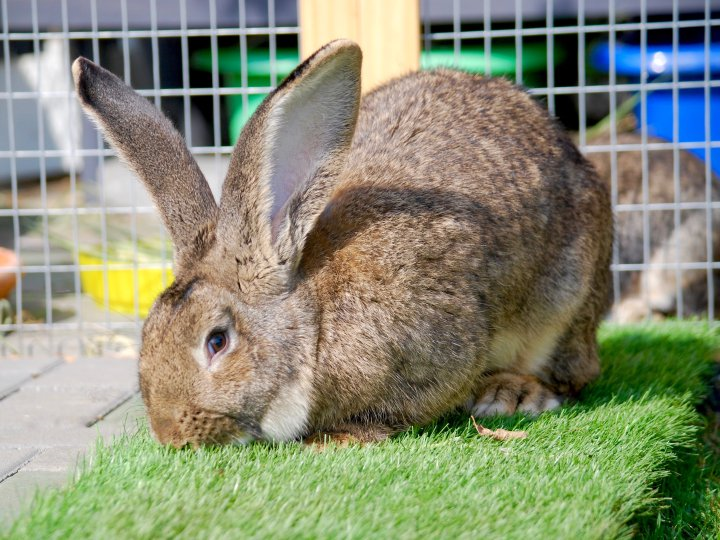 IT IS NOW CUNICULTURE