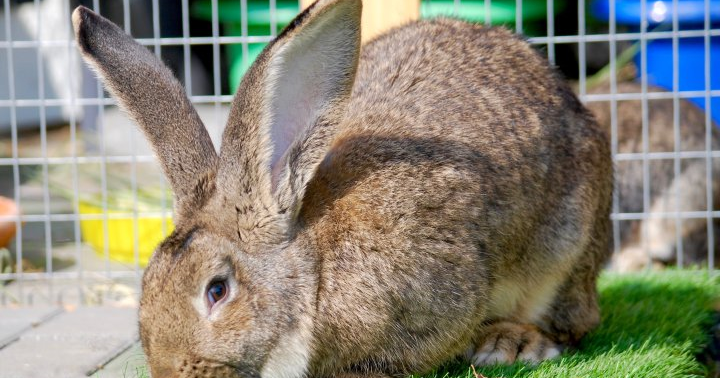 IT IS NOW CUNICULTURE