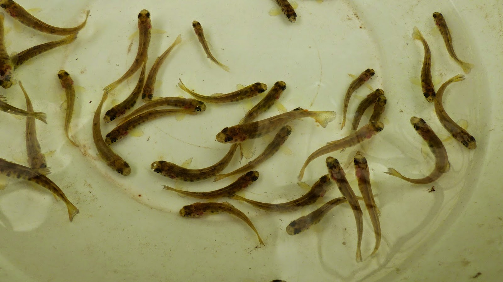 El Maravayu: junio 2014