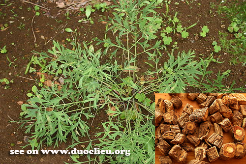 Ledebouriella root (Fangfeng)-Ledebouriella divaricata-Radix Ledebouriellae