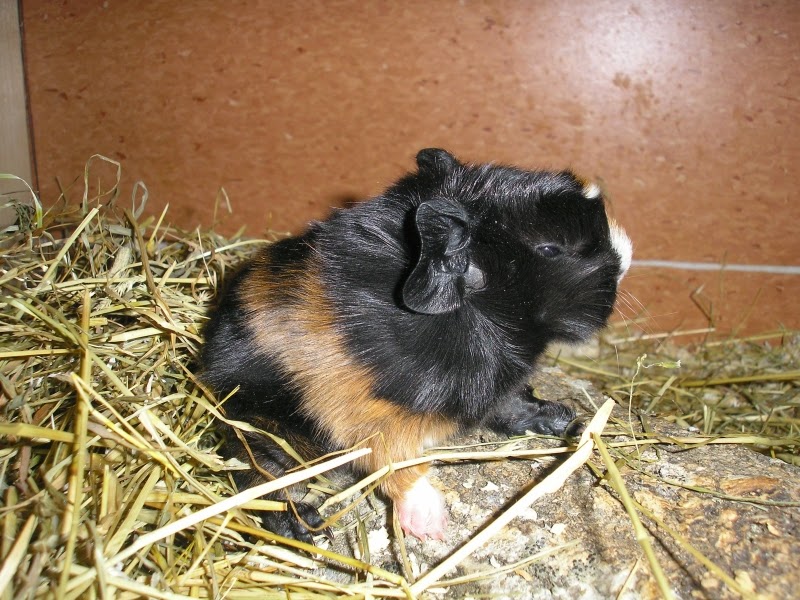 Mirjas Marsvin: Roan/dalmatin