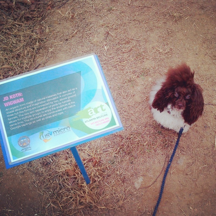 Huxtable The Poodle | Toy Poodle Blog | Parti Poodle: Huxtable Tours ...