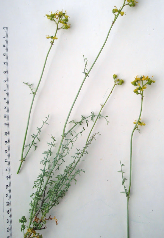 HERBARIO VIRTUAL DE BANYERES DE MARIOLA Y ALICANTE: Ruta angustifolia ...