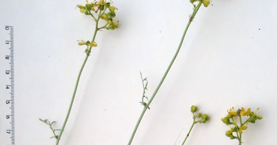 HERBARIO VIRTUAL DE BANYERES DE MARIOLA Y ALICANTE: Ruta angustifolia ...