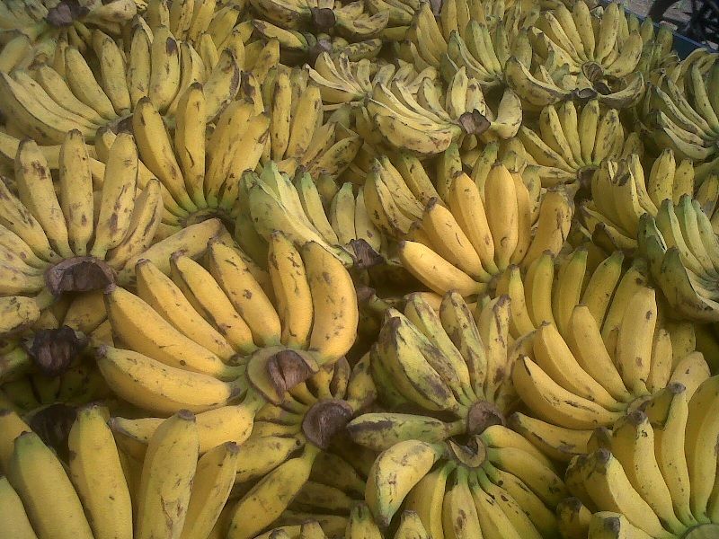 Siapa Yang Mau Tau dan Lihat Gambar Gambar Pisang Besar? Langsung Simak ...