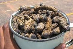 Buy highly quality Protein worm foods from online to fulfill nutrition ...