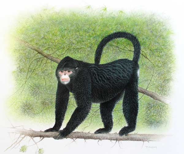 Species New to Science: [News] World's first photo of a living Myanmar ...