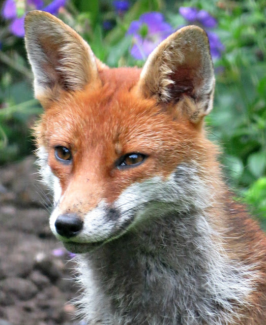 just saying ...: Fabulous Foxes ...