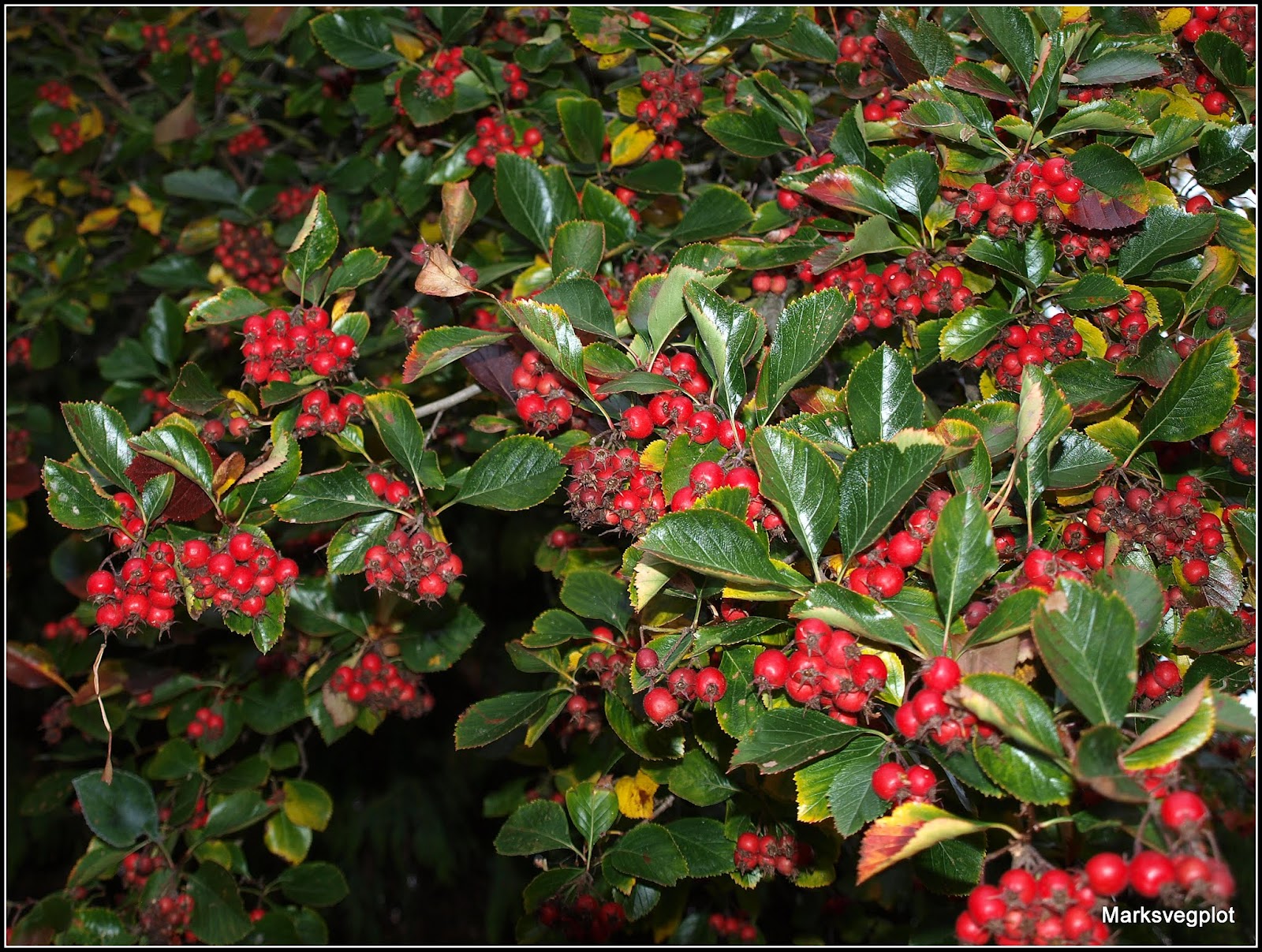 Mark's Veg Plot: Autumn colours