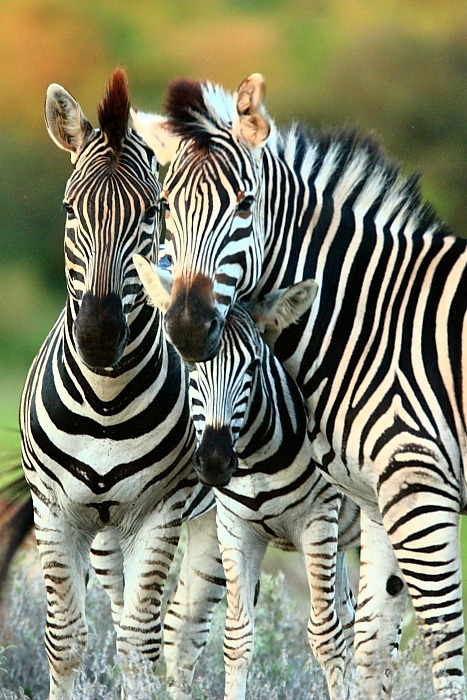 "S" obéit et "R" agit: Zèbre