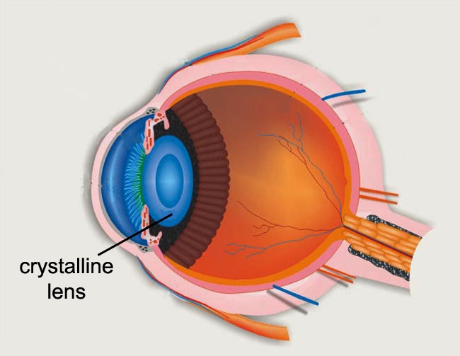 Carolina Ophthalmology Associates