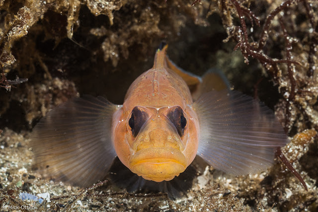 Mick's marine biology: Fish of Vancouver Island - some under threat of ...