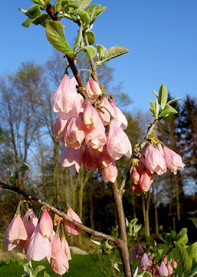 Carolina Silverbell - Tree Directory