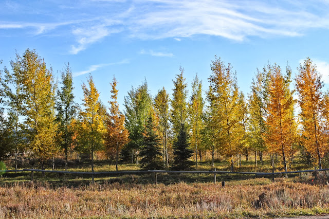 A Little Cuppa Tea: Fall: Sundance, Utah & Wyoming