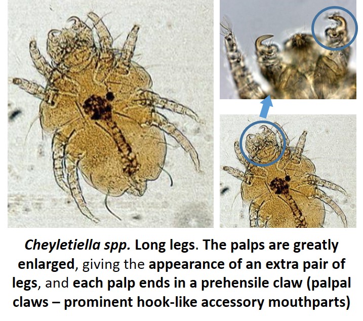 EKTOPARASIT PADA KUCING