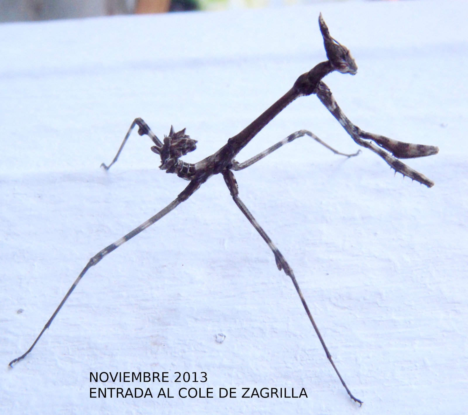 AULA RURAL DE PRIMARIA: INSECTO PALO