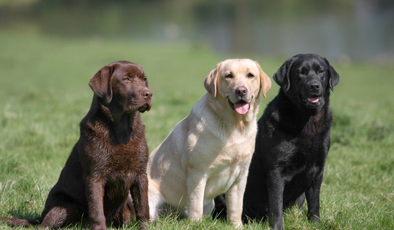 How to choose a Labrador Retriever for the First Time | Choose a Dog ...