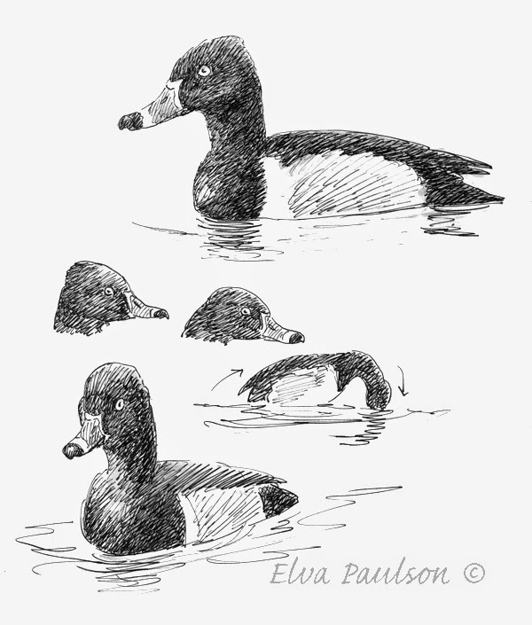Sketching in Nature: Ring-necked Duck Studies
