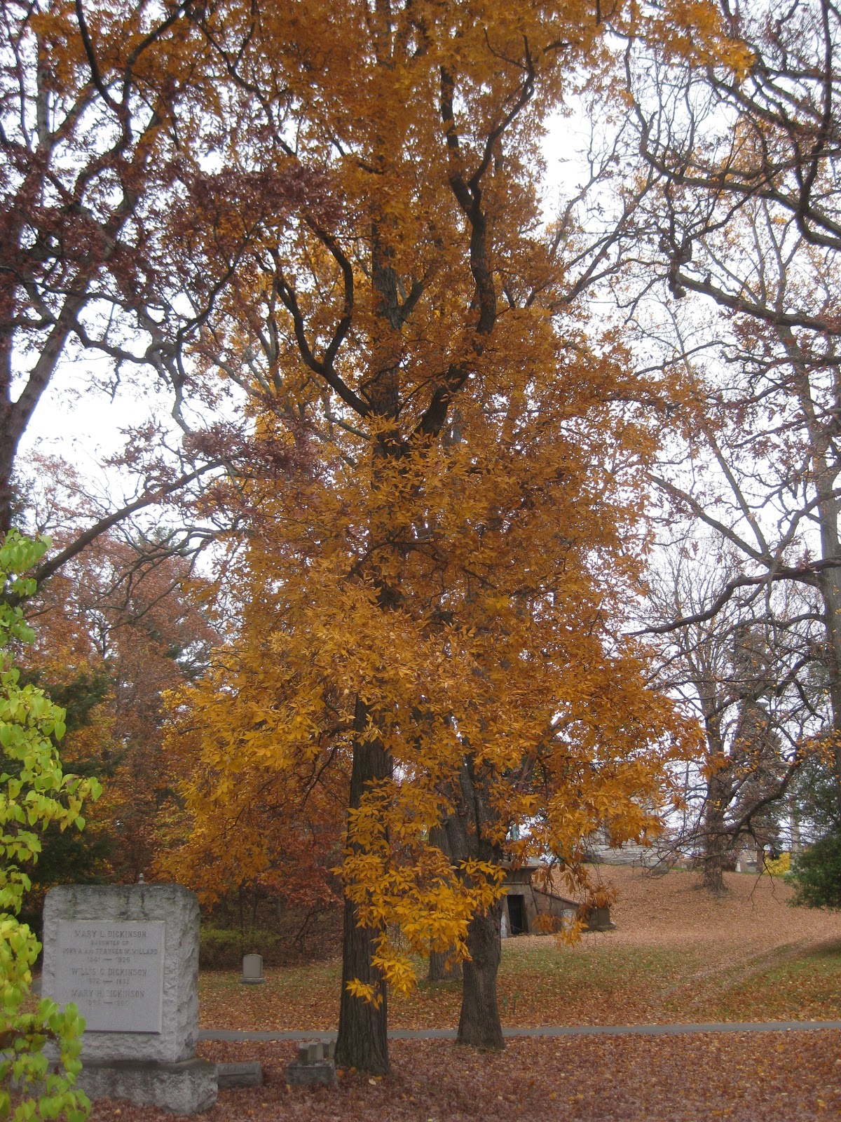 Trees: Tree at Oakwood with compound leaves
